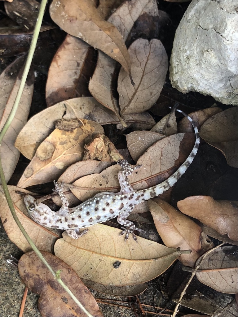 Mediterranean House Gecko from Ash St, Katy, TX, US on July 7, 2023 at ...