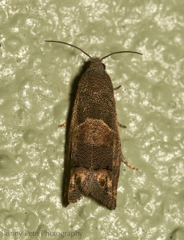Ragweed Borer Moth from Home on July 6, 2023 at 10:26 PM by Peter May ...