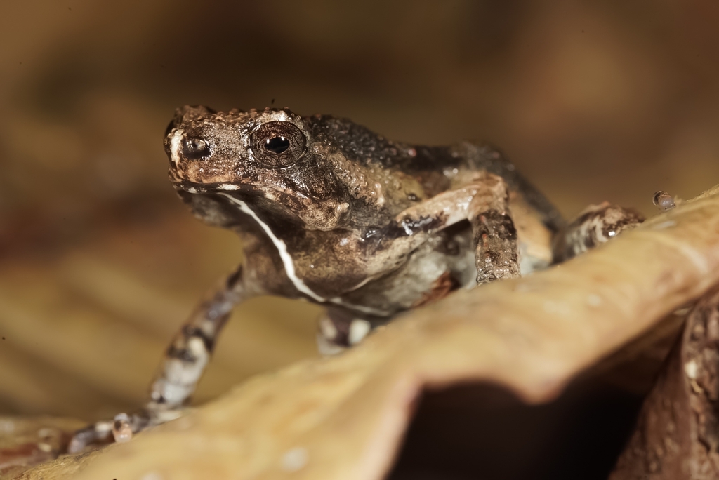 Painted Forest Toadlet in July 2023 by Jaime Fajardo Torres · iNaturalist