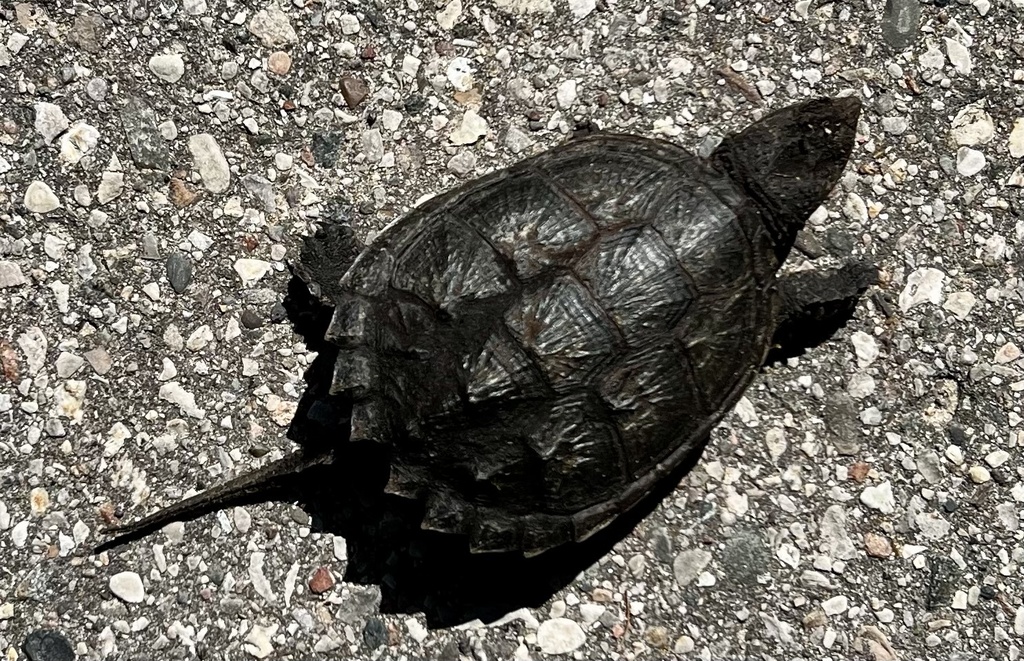 Common Snapping Turtle from Lake Shore Dr, Charlevoix, MI, US on July 7 ...