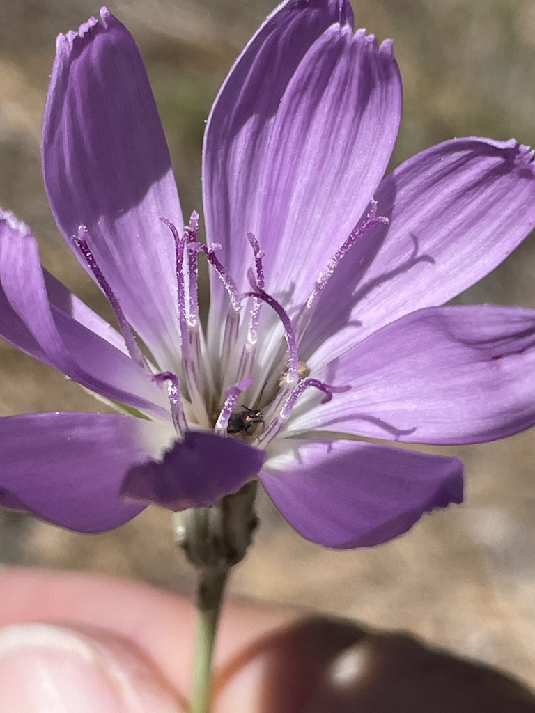 skeleton plant from Bryce Canyon National Park, Cannonville, UT, US on ...