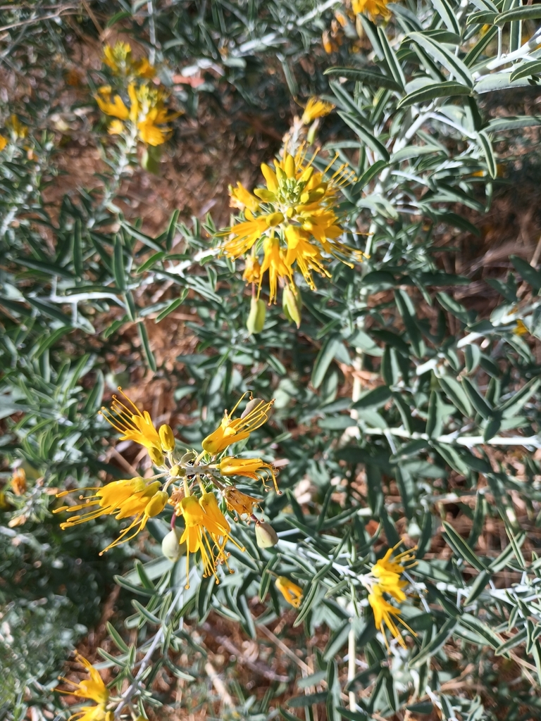 Bladderpod from Mission Valley West, San Diego, CA, USA on July 7, 2023 ...
