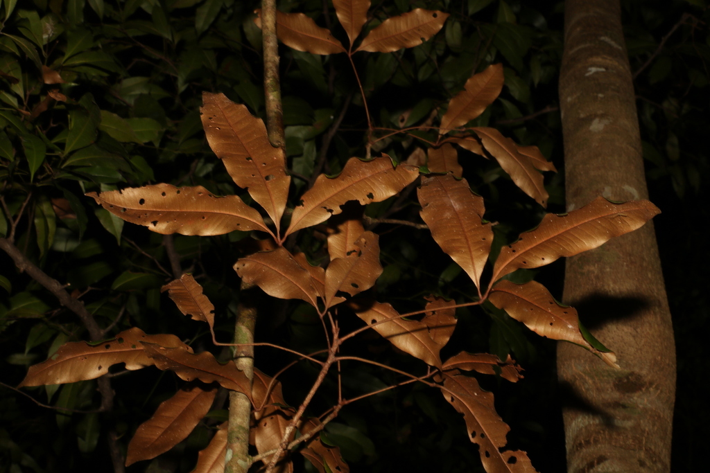 Heritiera from Landsborough QLD 4550, Australia on July 7, 2023 at 06: ...