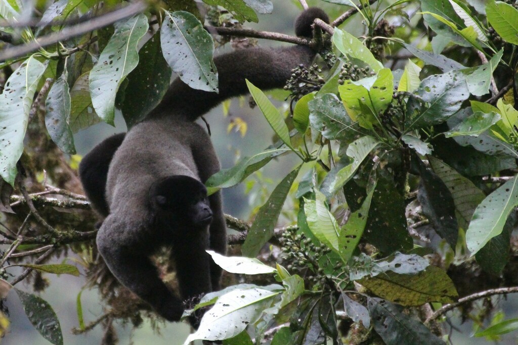 Common Woolly Monkey in August 2015 by mathieu_fr · iNaturalist