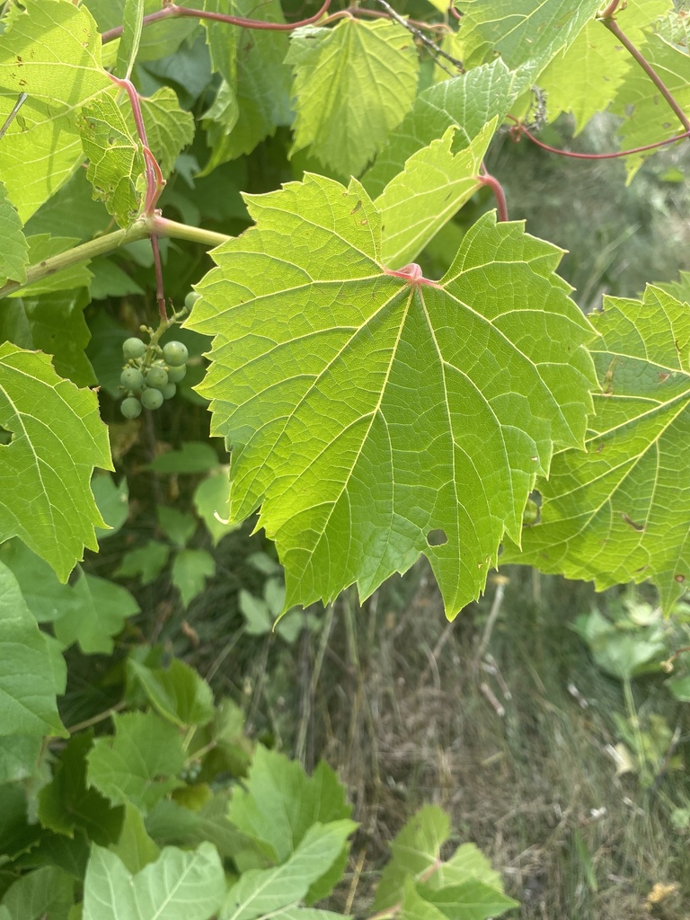 riverbank grape in July 2023 by Mark · iNaturalist