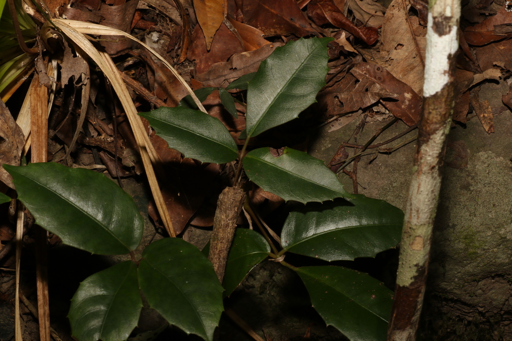 Native Grape from Landsborough QLD 4550, Australia on July 7, 2023 at ...