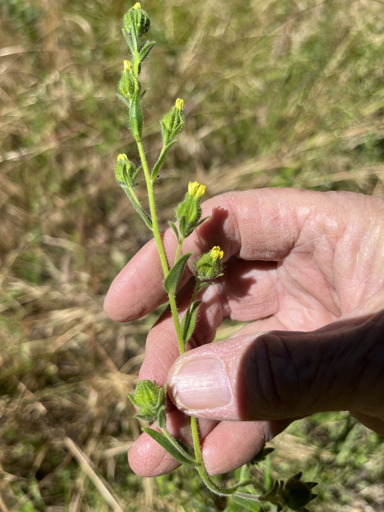 grassy tarweed from San Dieguito River Park, Julian, CA, US on July 6 ...