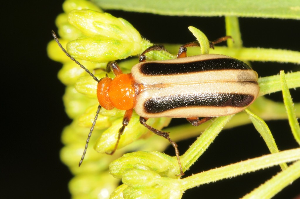 Zonitis bilineata (Bugs of Cheyenne Mountain State Park) · iNaturalist