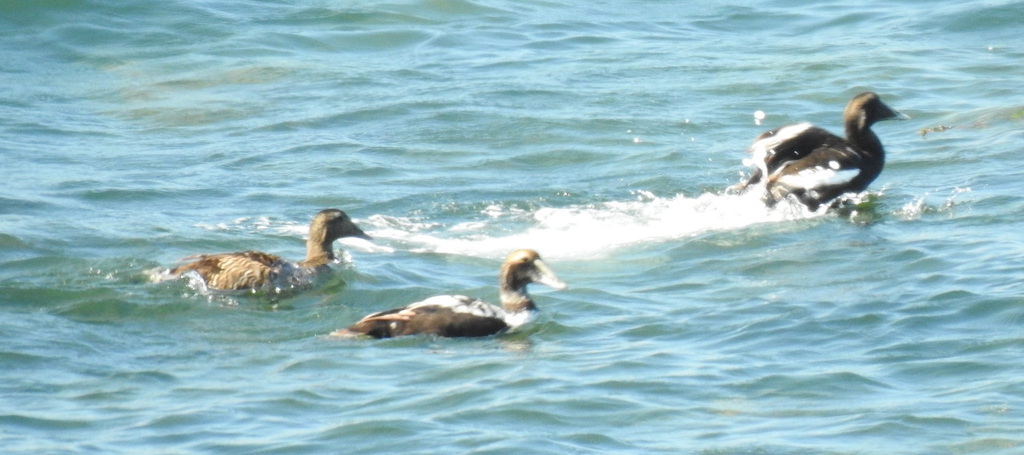 Common Eider from Plymouth, MA, USA on July 7, 2023 at 04:18 PM by CJ ...