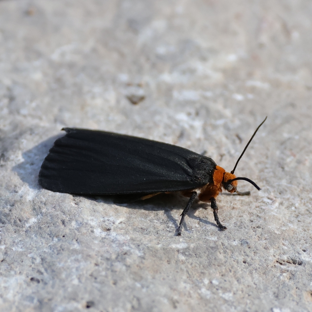 Inopsis modulata from Sierra Vista, AZ, USA on July 7, 2023 at 08:22 AM ...