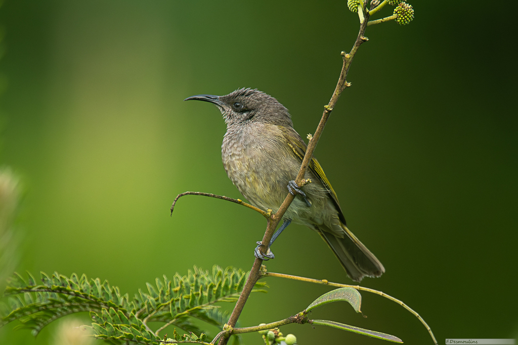 Grey-eared Honeyeater (Lichmera incana) - Avian Discovery