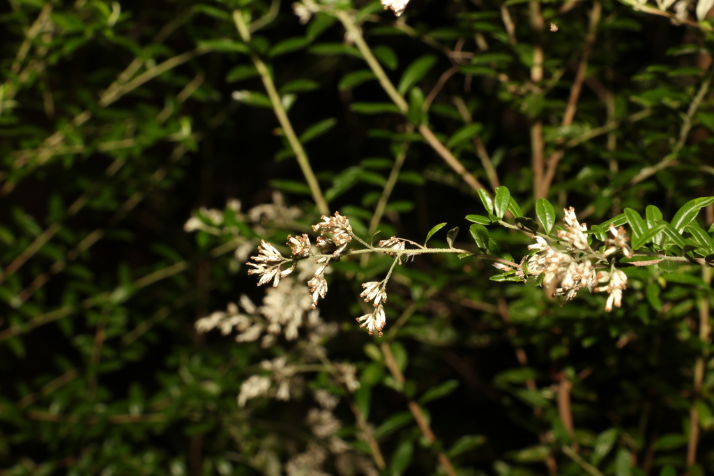 Cassinia subtropica from Landsborough QLD 4550, Australia on July 7 ...