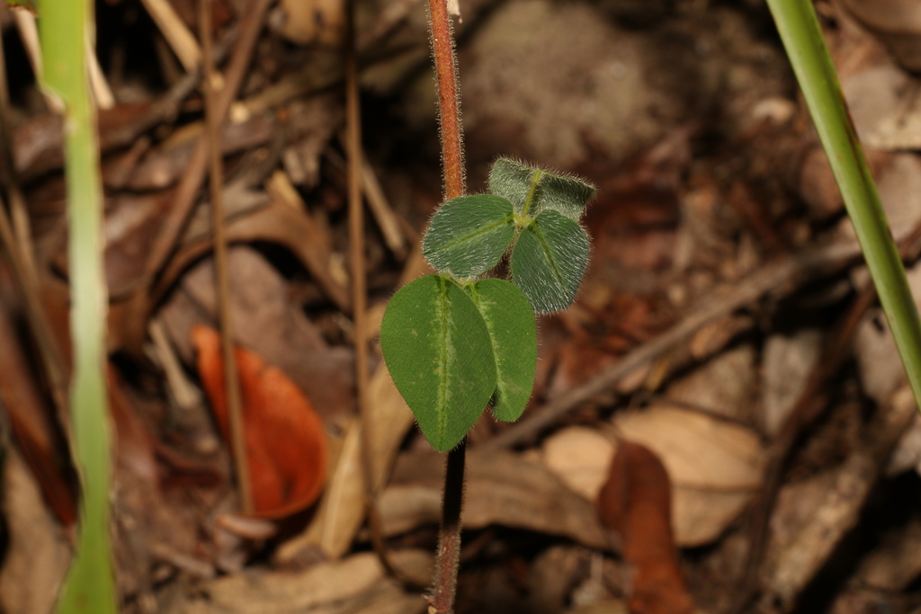 Silverleaf Desmodium from Landsborough QLD 4550, Australia on July 7 ...