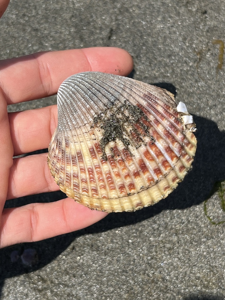 Nuttall's Cockle from Kitsap County, US-WA, US on July 7, 2023 at 01:12 ...