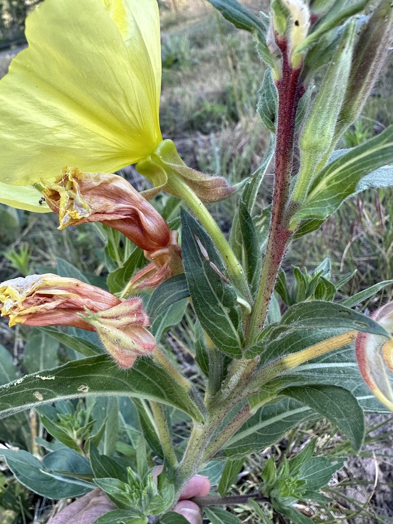 tall evening primrose from Santa Fe National Forest, Pecos, NM, US on ...