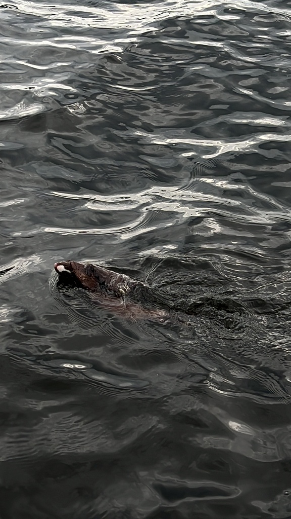 American Mink from West Bay Lake, Marenisco, MI, US on July 7, 2023 at ...