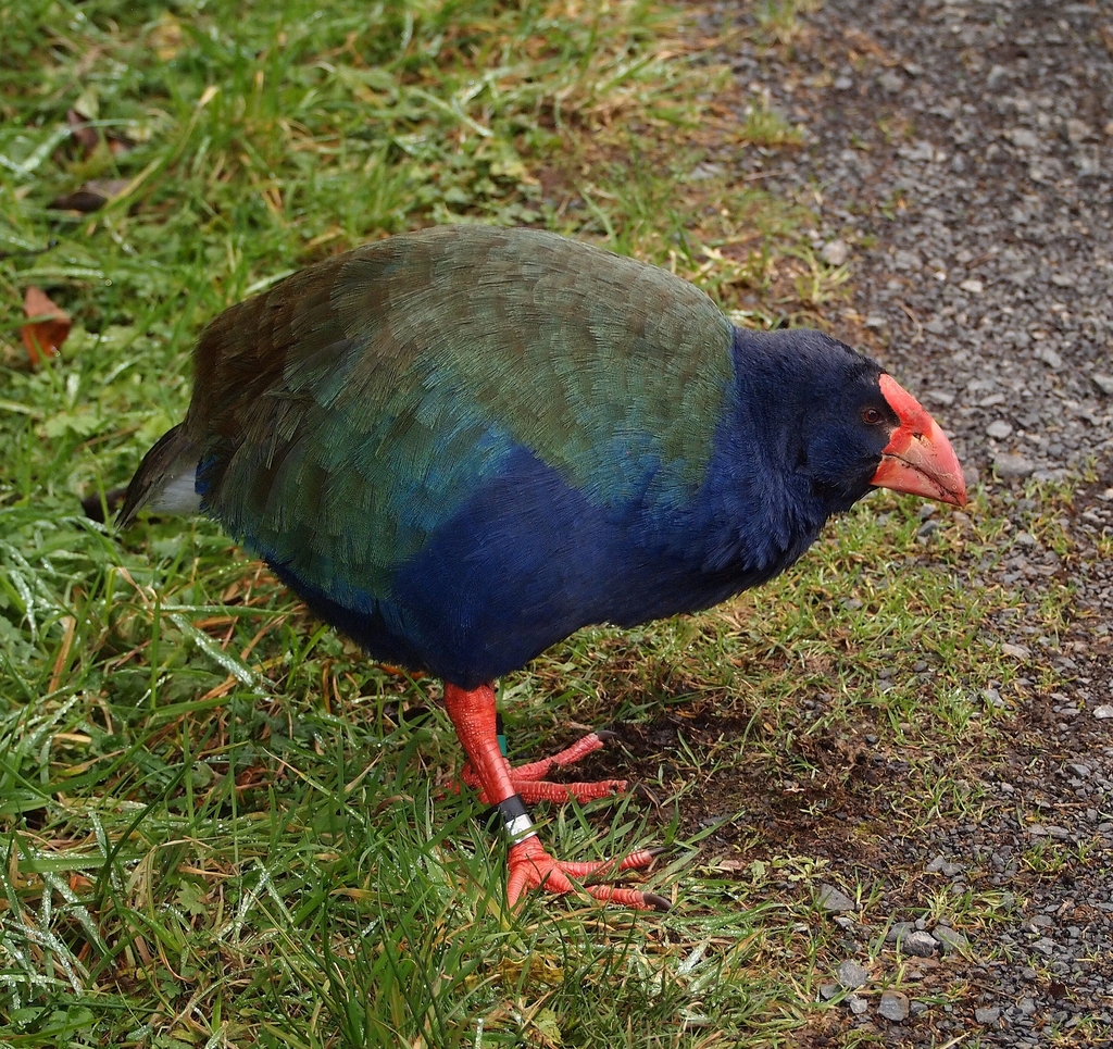South Island Takahē in July 2023 by Paddy Kemner · iNaturalist