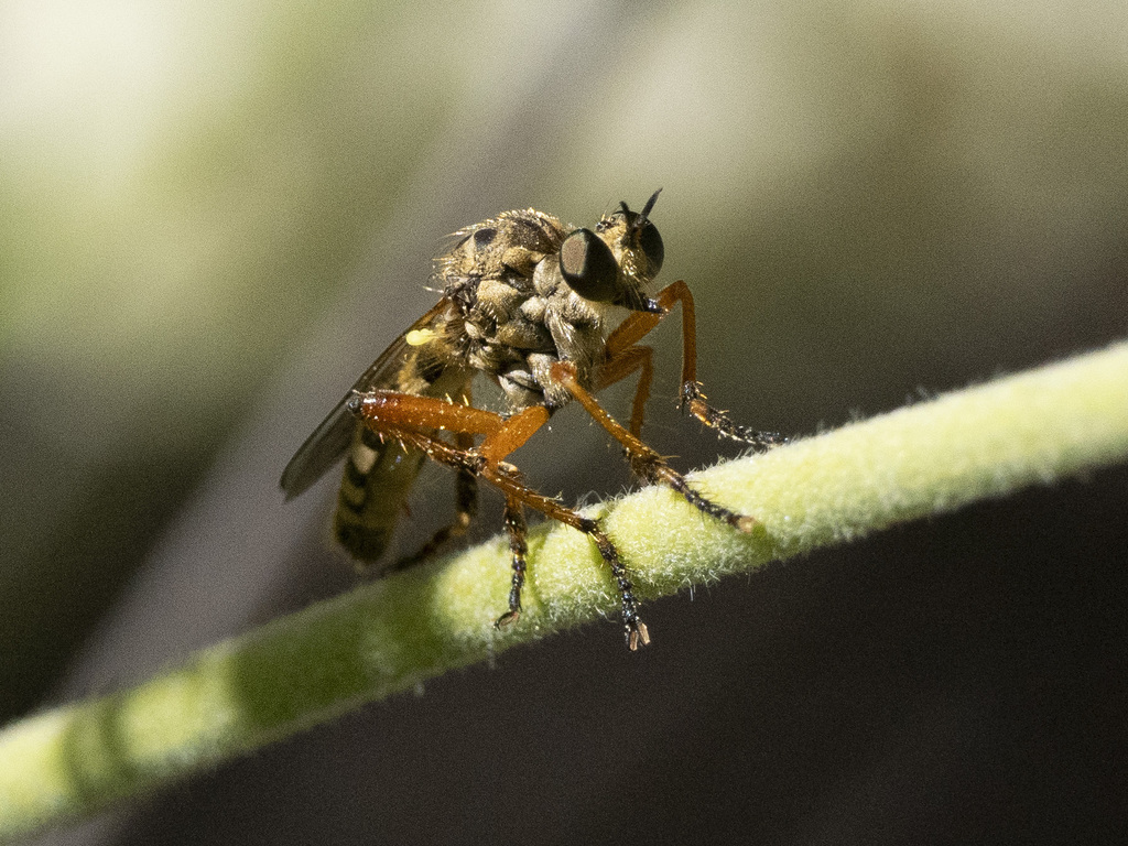 Callinicus pictitarsis from San Diego County, CA, USA on July 6, 2023 ...