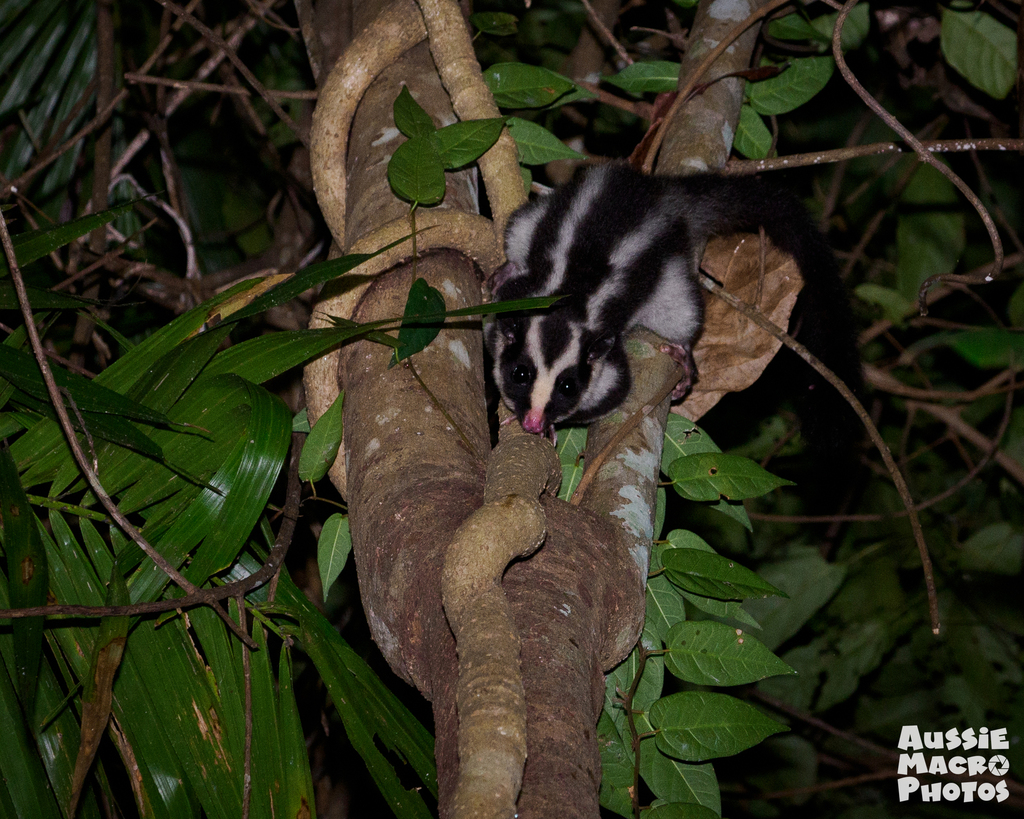 Striped Possum from Buggin in Cairns Botanic Gardens, QLD, Australia on ...