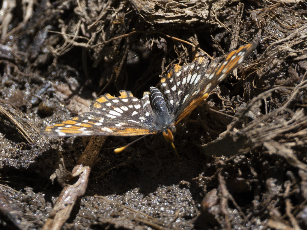 Leanira Checkerspot from San Diego County, CA, USA on July 6, 2023 at ...