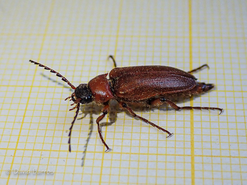 Cebrio suturalis · iNaturalist