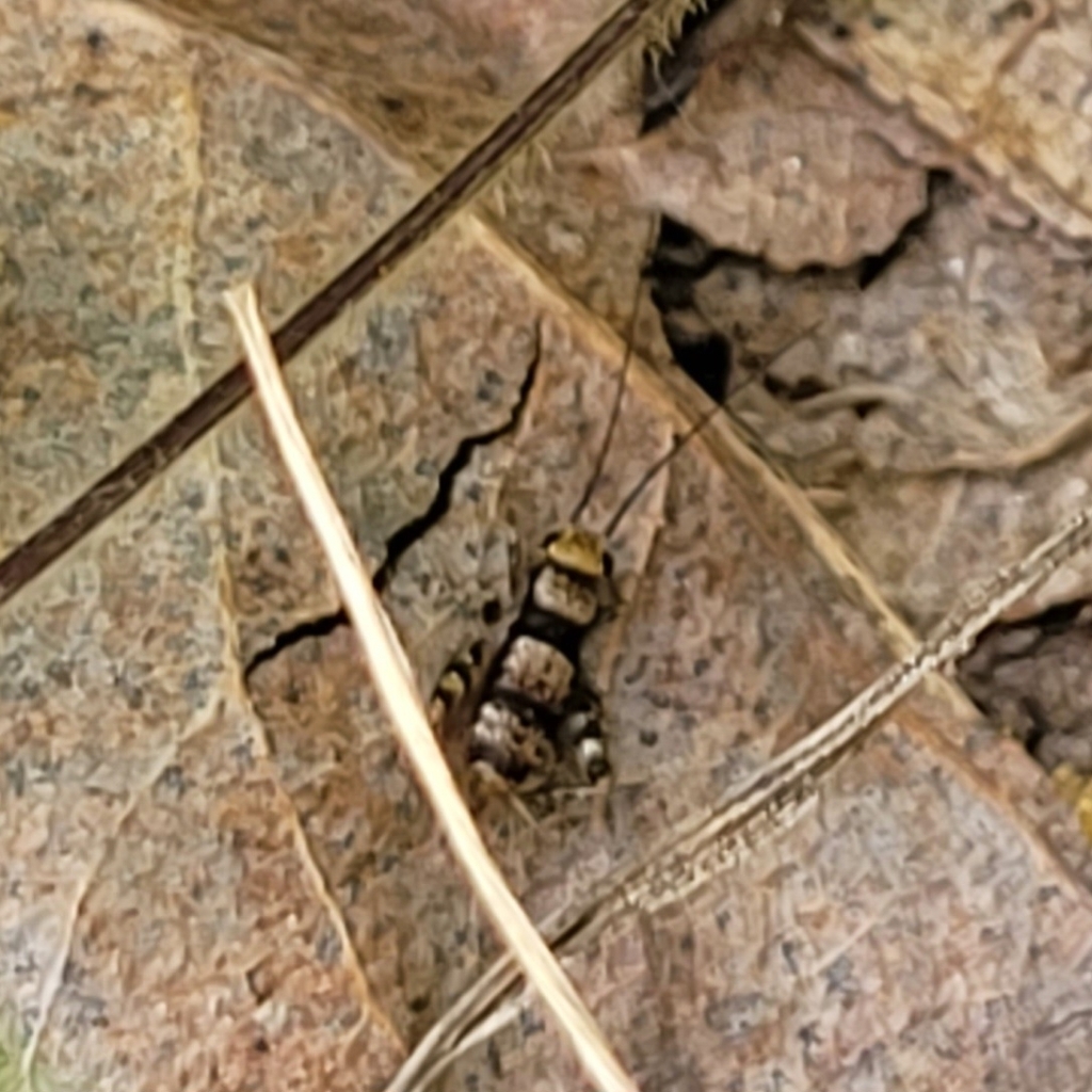 Spotted Ground Cricket from Credit River Township, MN, USA on July 7 ...
