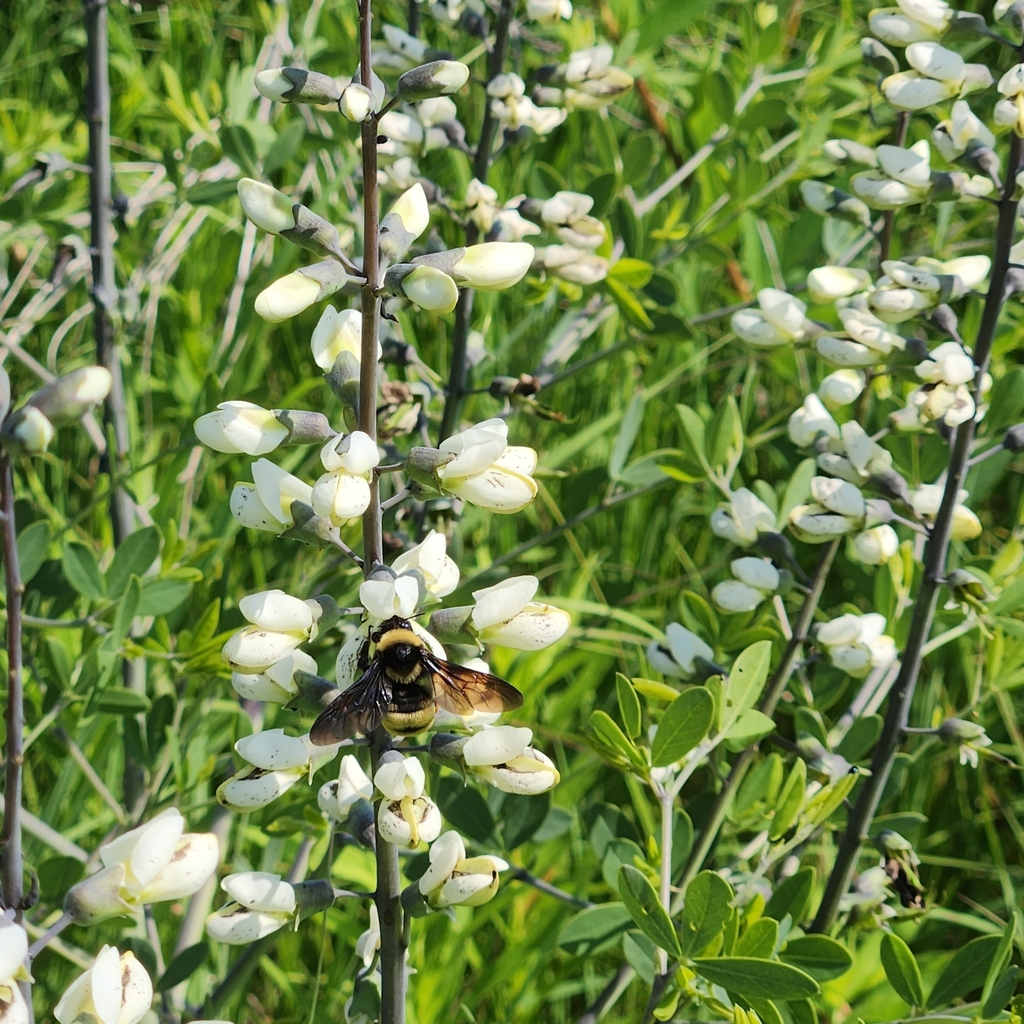 Black-and-gold Bumble Bee from St. Olaf Natural Lands on July 2, 2023 ...
