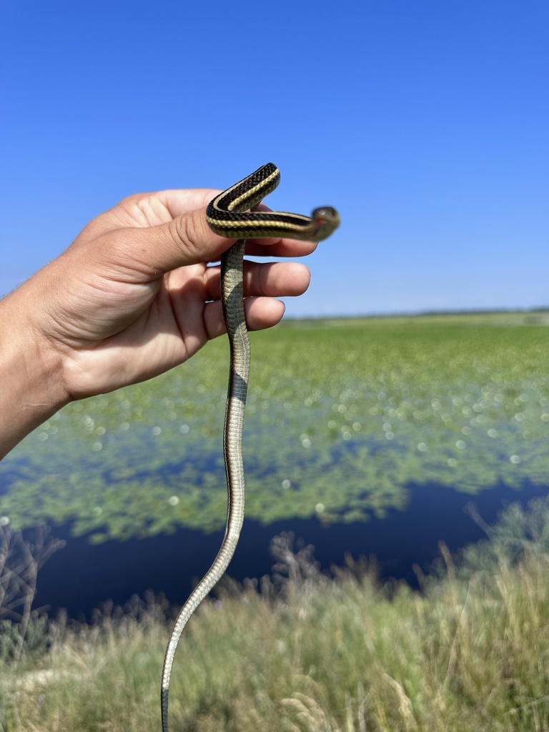 Butler's Garter Snake in July 2023 by Ty Williams. 75 · iNaturalist