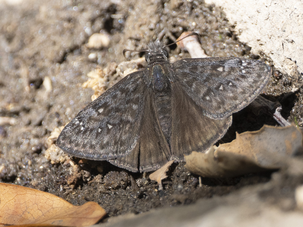 Propertius Duskywing from San Diego County, CA, USA on July 6, 2023 at ...