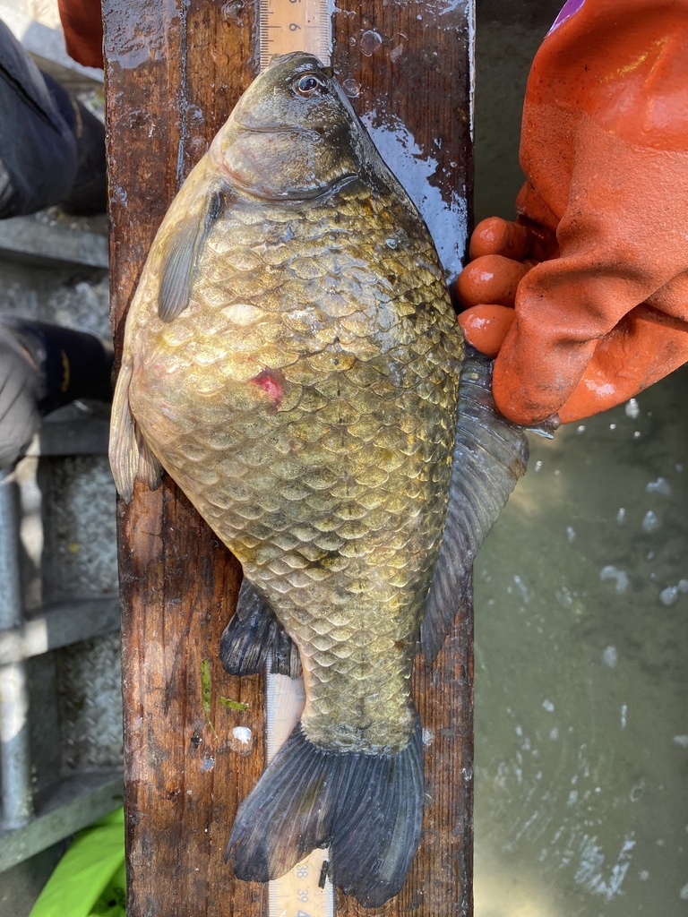 Goldfish from Treat Island, Elwood, IL, US on June 22, 2023 at 11:45 AM ...