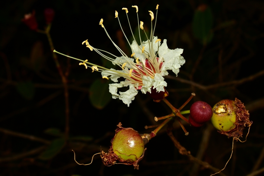 lythrum family (Lythraceae) - Botanical Realm