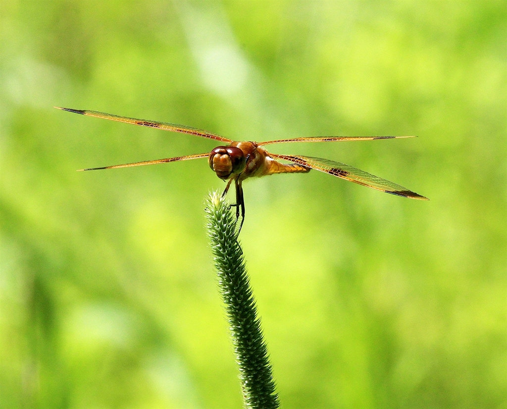 Painted Skimmer from Plumsted, NJ, USA on June 30, 2014 by berniek ...