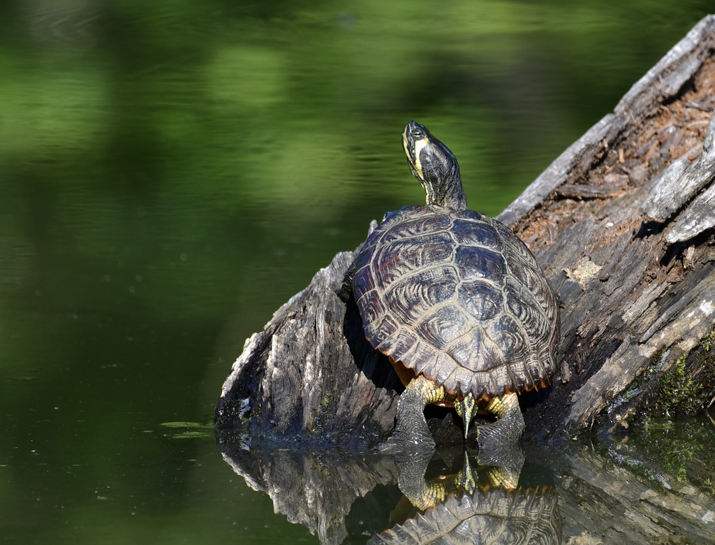 Yellow-bellied Slider (Pipsico Scout Reservation Awesome Nature Guide ...