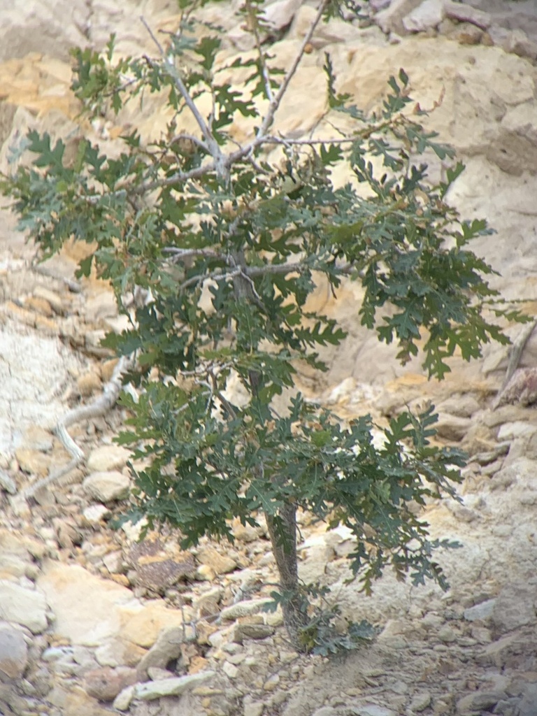 Gambel Oak from Matthews/Winters Trailhead, Morrison, CO, US on July 07 ...