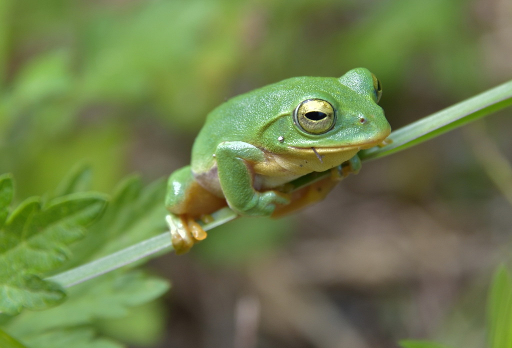 Schlegel's Green Tree Frog from Nishi Ward, Fukuoka, Japan on October ...