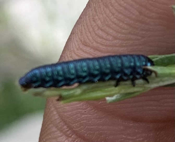 Rabbitbrush Beetle in July 2023 by Nikhil Reddy · iNaturalist