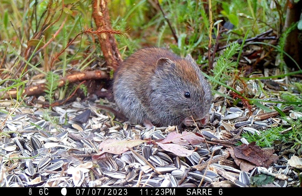 Grey Red-backed Vole from Holmfjell, Tana, Norge on July 7, 2023 at 11: ...