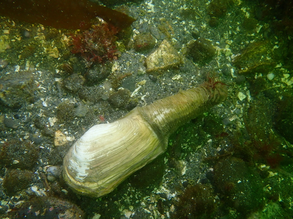 Pacific Geoduck from Island County, WA, USA on May 29, 2023 at 11:09 AM ...