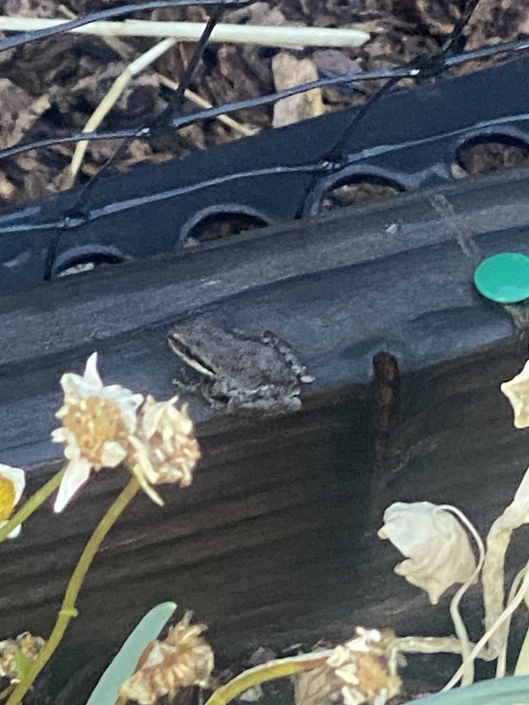 Chorus Frogs from Boonville Rd, Ukiah, CA, US on July 6, 2023 at 08:07 ...