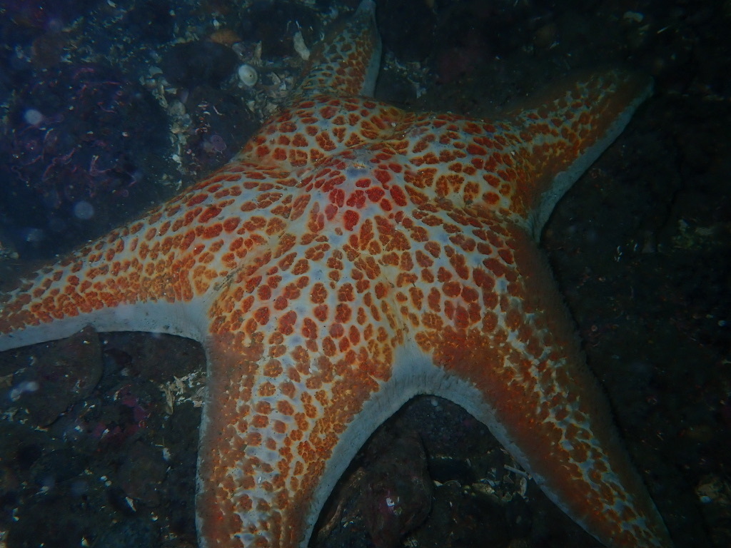 Leather Star from Island County, WA, USA on June 10, 2023 at 07:28 AM ...