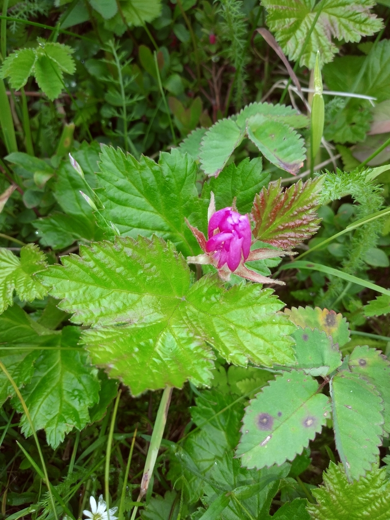 Arctic raspberry from Kenai Peninsula County, US-AK, US on July 7, 2023 ...