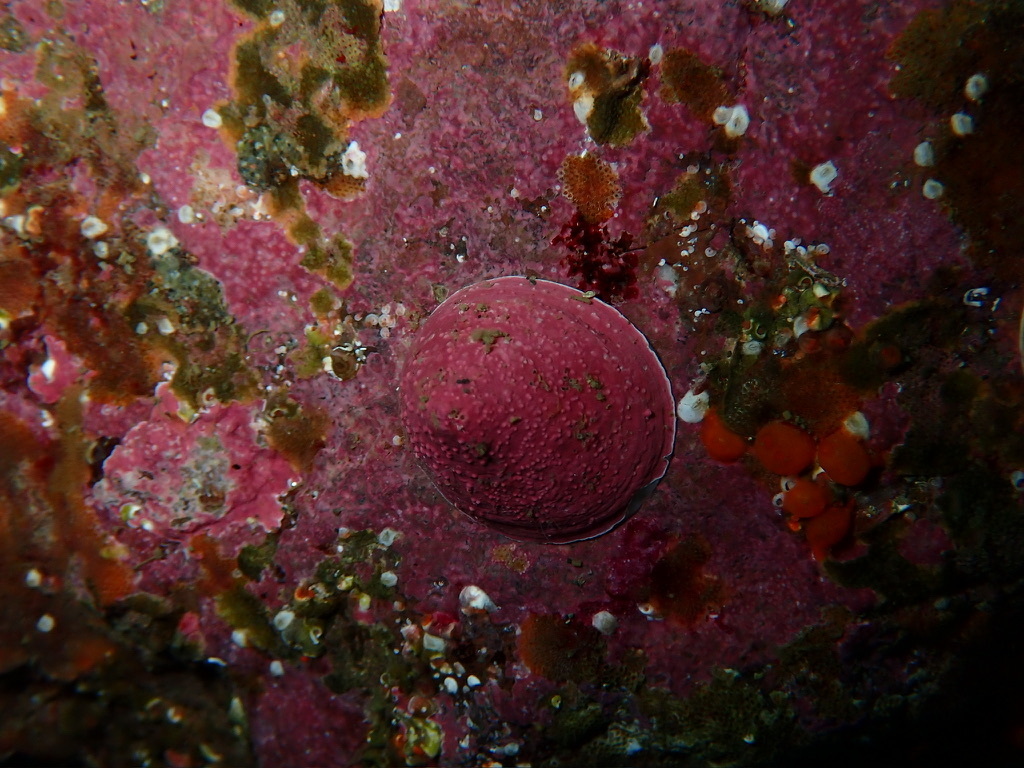 Whitecap Limpet from Island County, WA, USA on June 25, 2023 at 07:52 ...