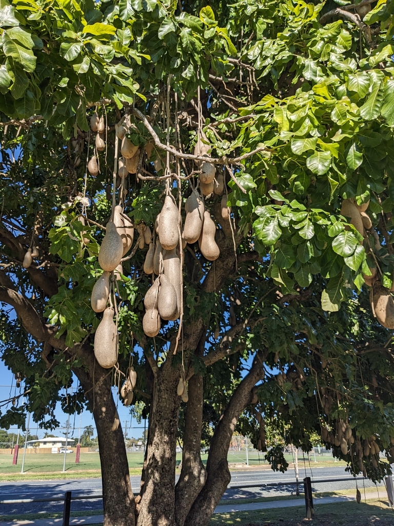 Sausage tree from East Mackay QLD 4740, Australia on July 8, 2023 at 10 ...