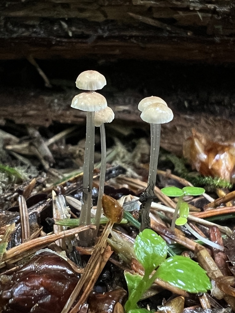Dripping Bonnet from Second Ave, Seward, AK, US on June 27, 2023 at 01: ...