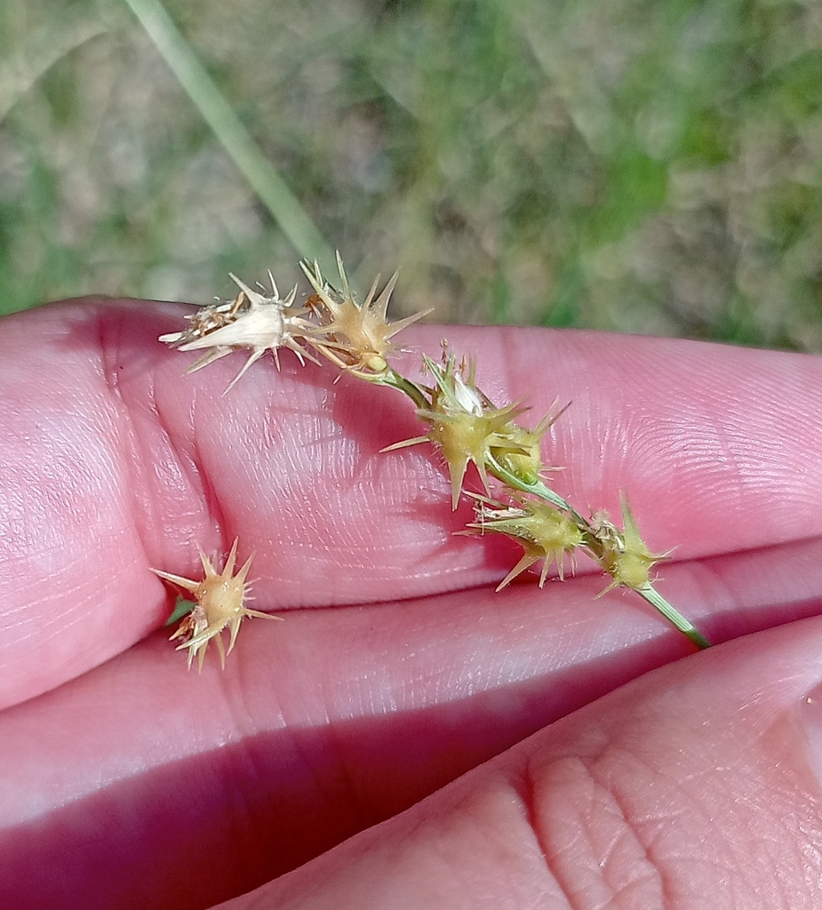 coastal sandbur from Lakewood, Dallas, TX 75214, USA on July 7, 2023 at ...