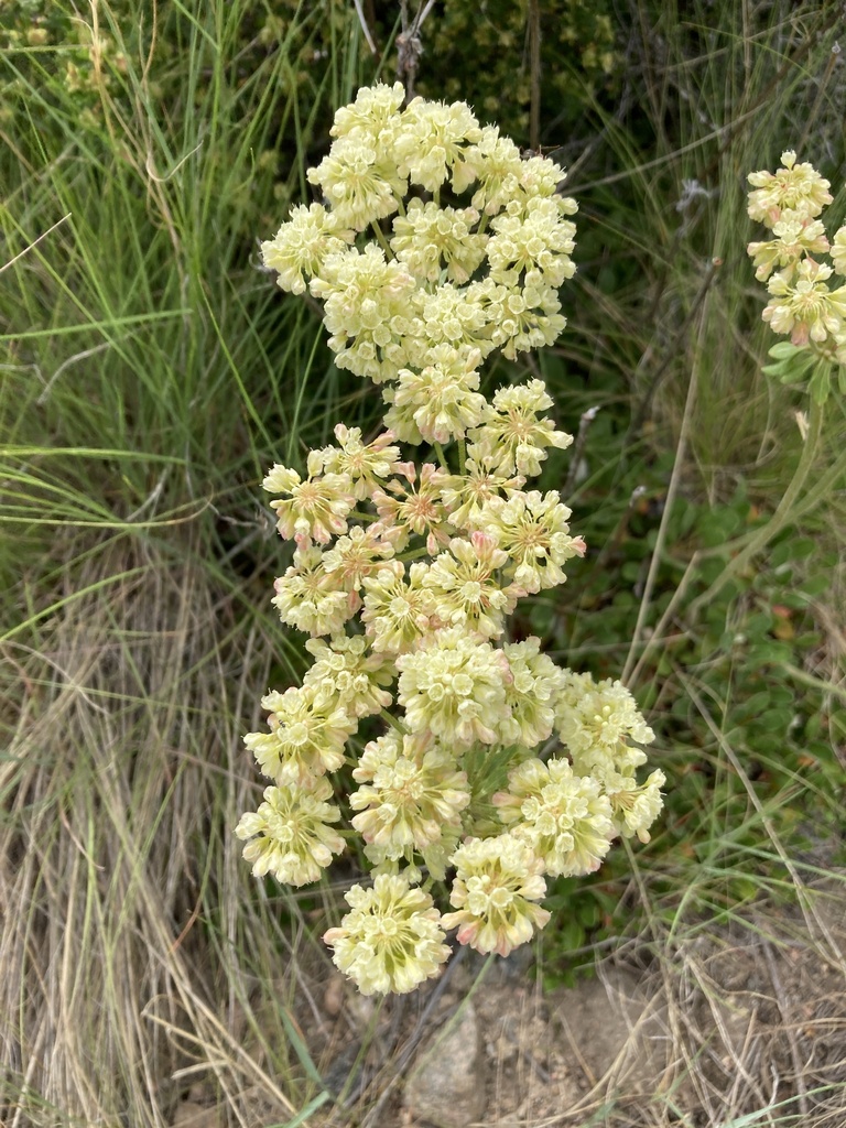 subalpine sulphur flower buckwheat from White River National Forest ...