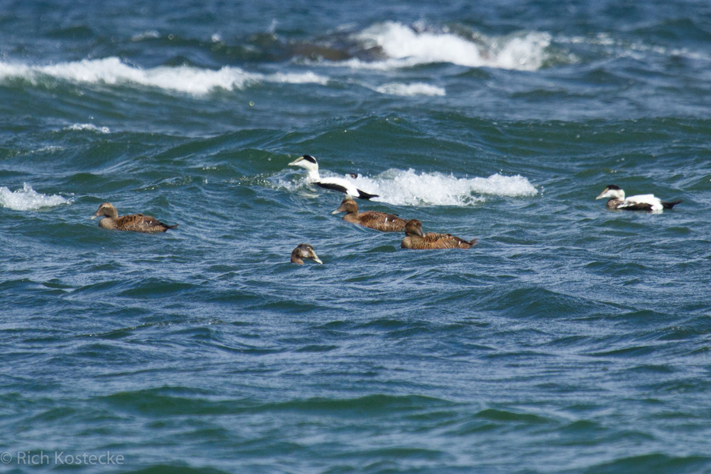 Common Eider from Plum Island, Massachusetts, USA on October 22, 2010 ...