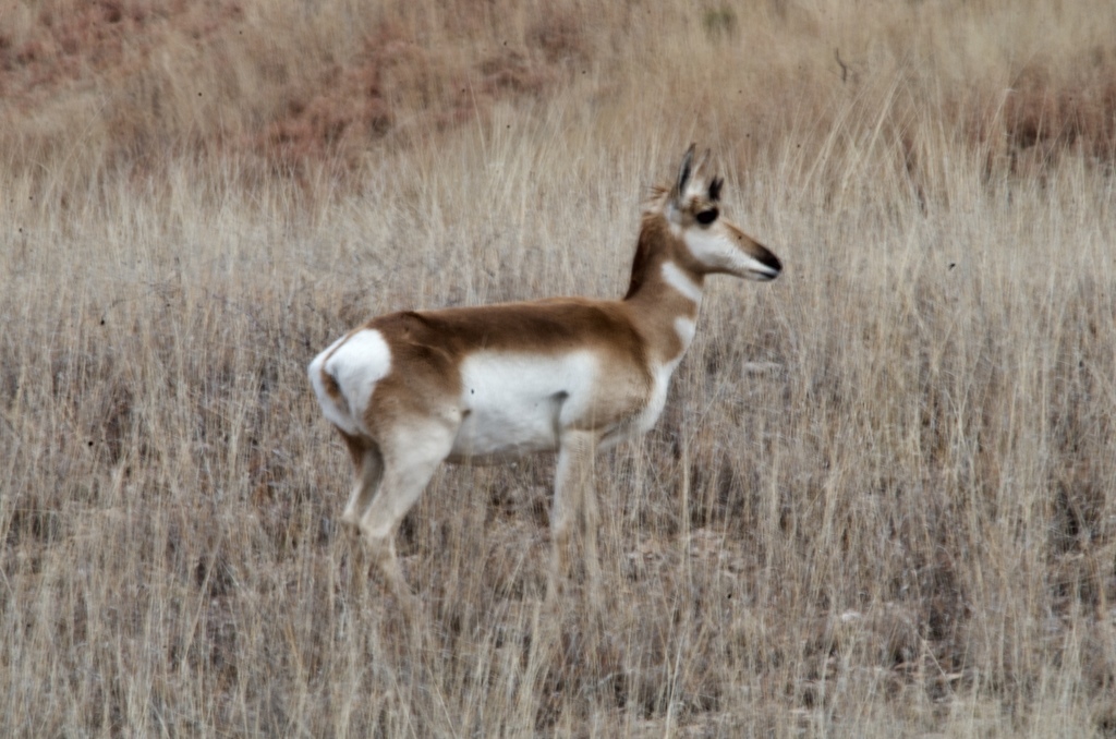 Mexican Pronghorn (Antilocapra americana mexicana) - Know Your Mammals