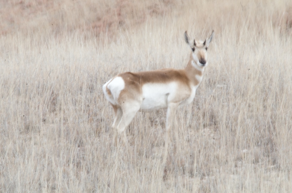 Mexican Pronghorn (Antilocapra americana mexicana) - Know Your Mammals