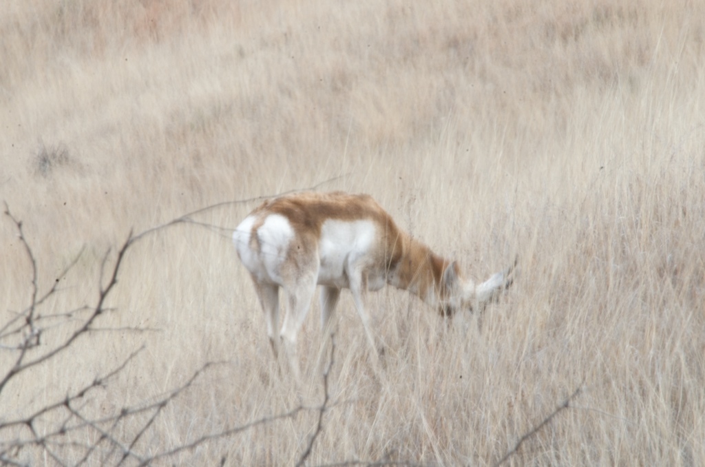 Mexican Pronghorn (Antilocapra americana mexicana) - Know Your Mammals